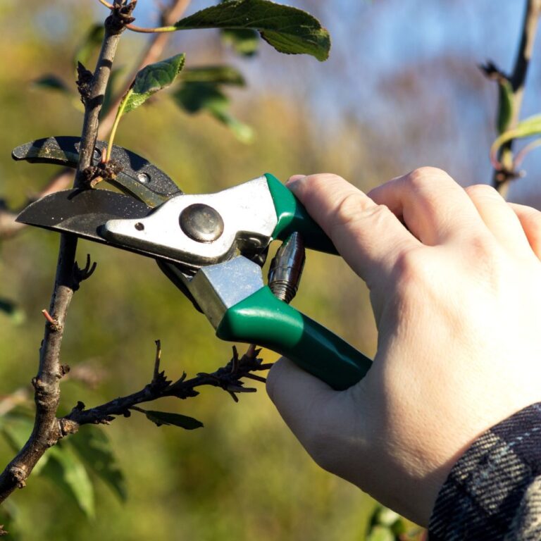 Maximizing Your Garden's Potential A Step-by-Step Pruning Guide for ...