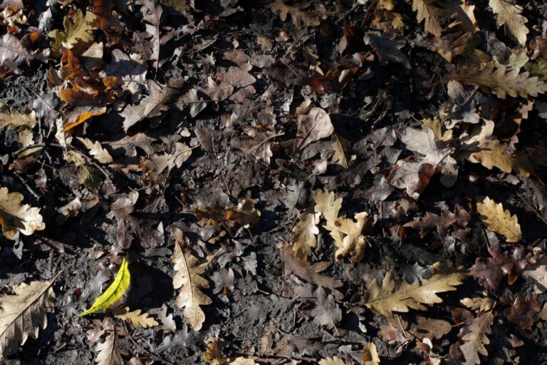 The Benefits of Using Leaf Mould in Your Garden